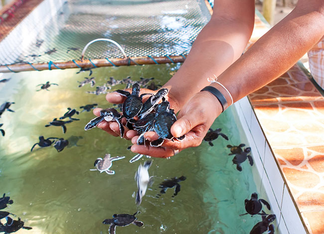 SL Turtle Hatcheries